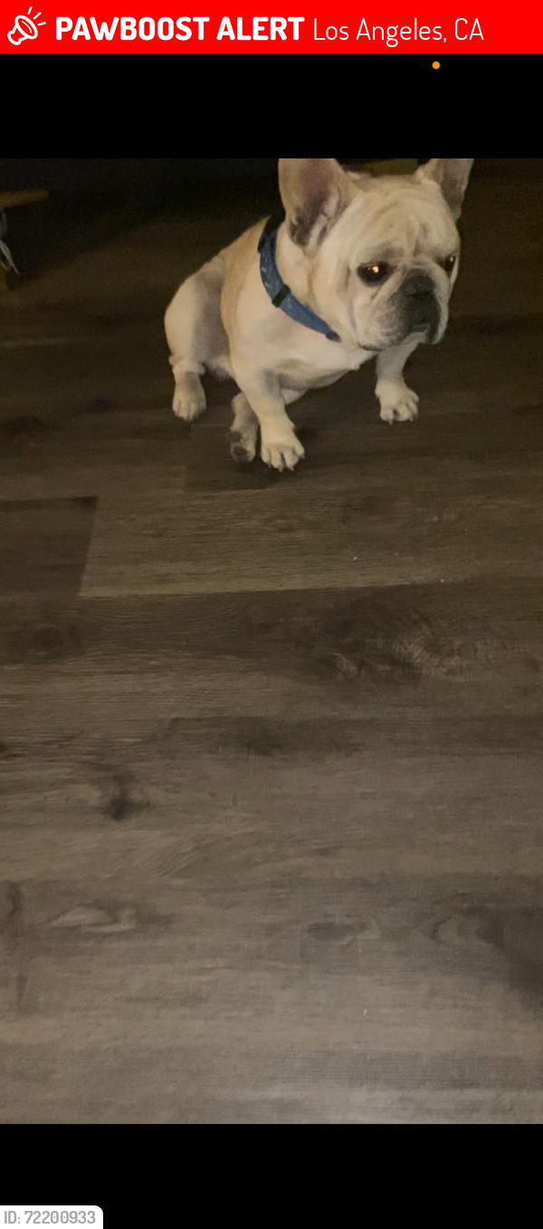 Los Angeles, CA Lost Male Dog, Chubb Is Missing | PawBoost