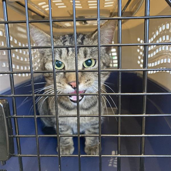 Shelter Removed Male Cat in Hawthorne, CA 90250 (ID: 72202485) | PawBoost