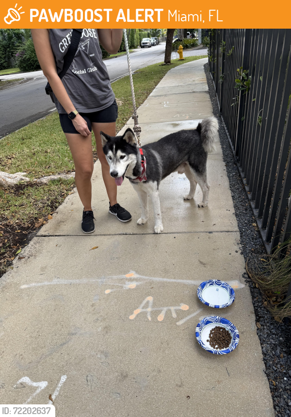 Miami, FL Stray Male Dog Found Near 5th Ave and NE 5th Street | PawBoost