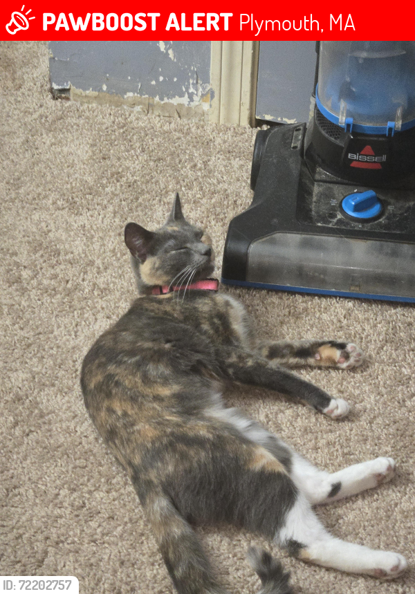Plymouth, MA Lost Female Cat, Crumpet Is Missing | PawBoost