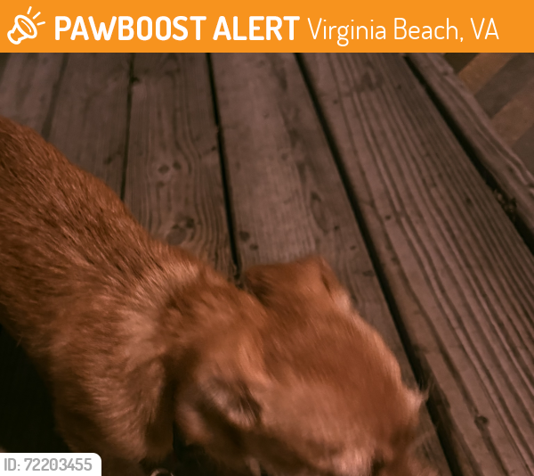 Rehomed Male Dog in Virginia Beach, VA 23455 (ID: 72203455) | PawBoost