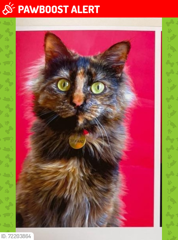 Greater London, England Lost Female Cat, Kiwi Is Missing | PawBoost