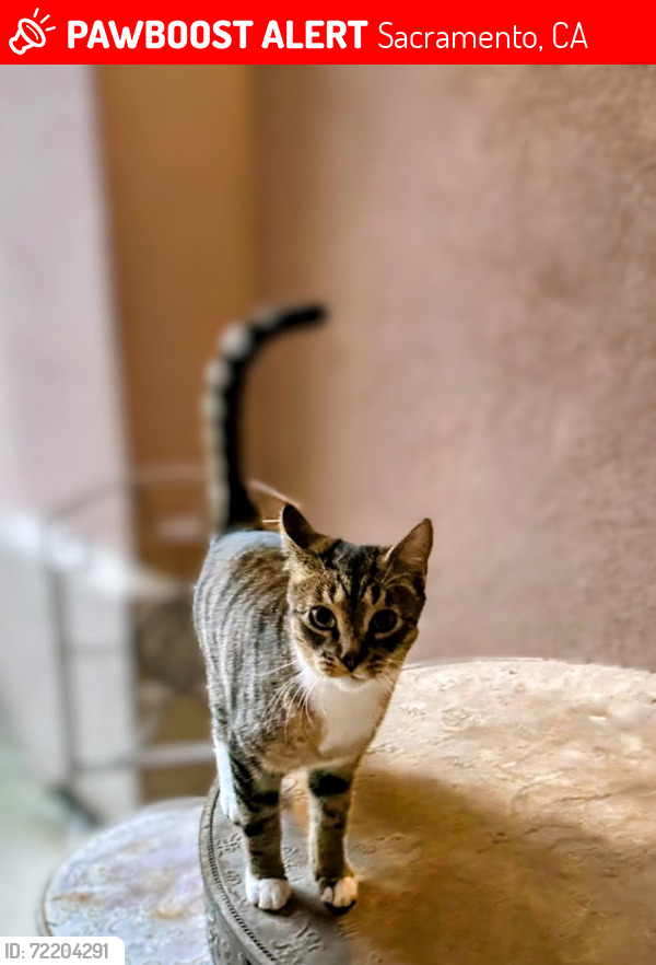 Sacramento, CA Lost Male Cat, Cato Is Missing | PawBoost