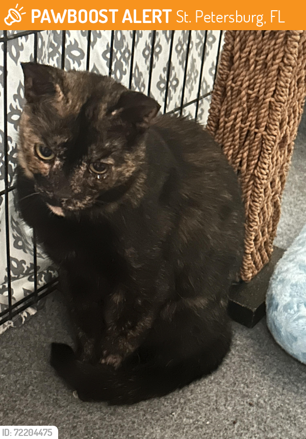 St. Petersburg, FL Stray Female Cat Found Near Downtown St Petersburg ...