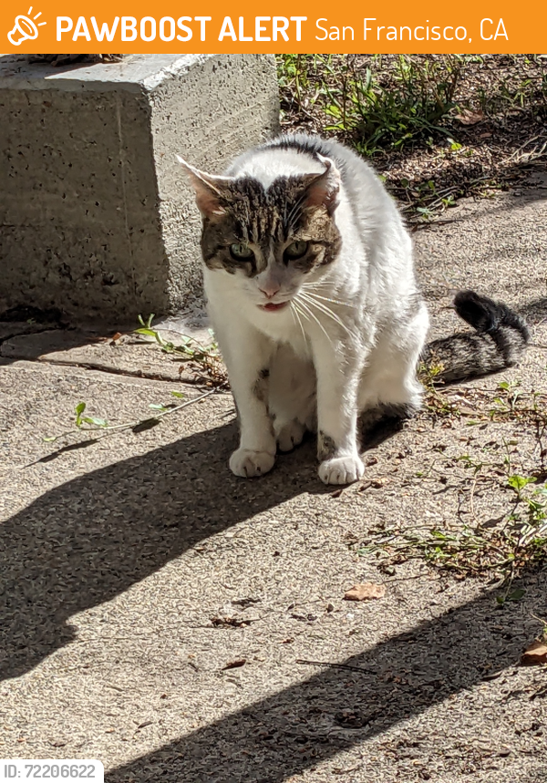 San Francisco, CA Stray Cat Found Near 14th st and Noe | PawBoost