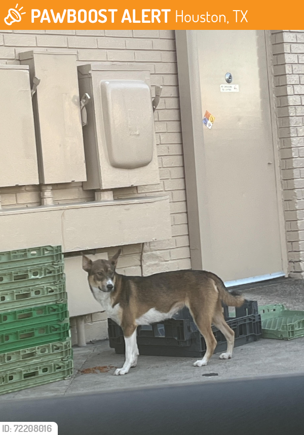 Houston, TX Stray Dog Found Near Wayside and East Freeway | PawBoost