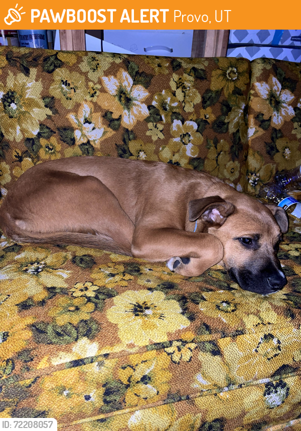 Provo, UT Stray Male Dog Found Near provo station | PawBoost