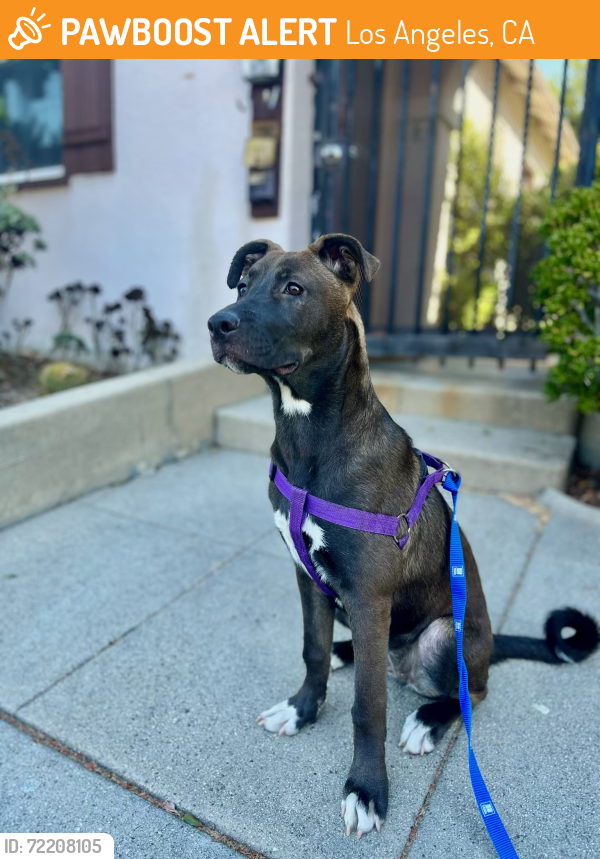 Surrendered Female Dog in Los Angeles, CA 90016 (ID: 72208105) | PawBoost