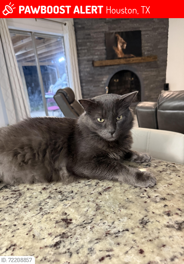 Houston, TX Lost Male Cat, Jayden Is Missing | PawBoost