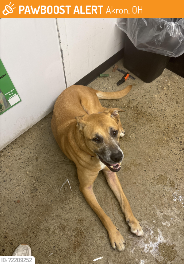 Akron, OH Stray Male Dog Found Near Dollar tree | PawBoost