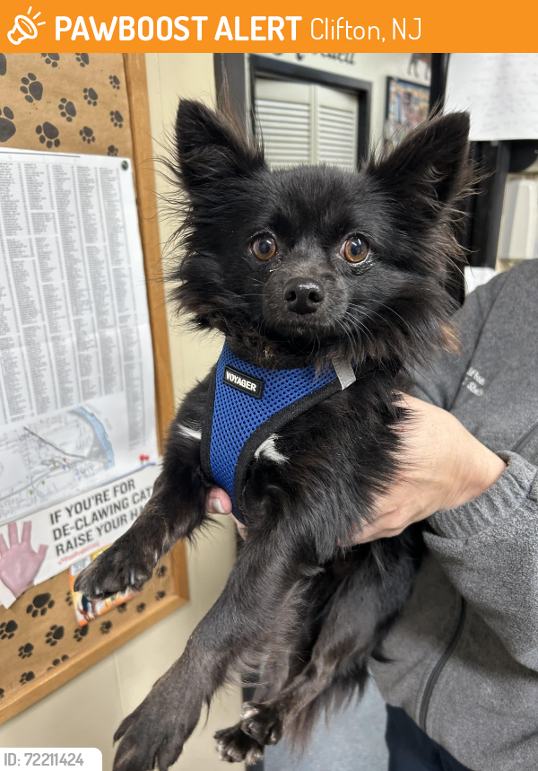 Clifton, NJ Stray Male Dog Found Near Ackerman Ave & Arthur in Clifton ...
