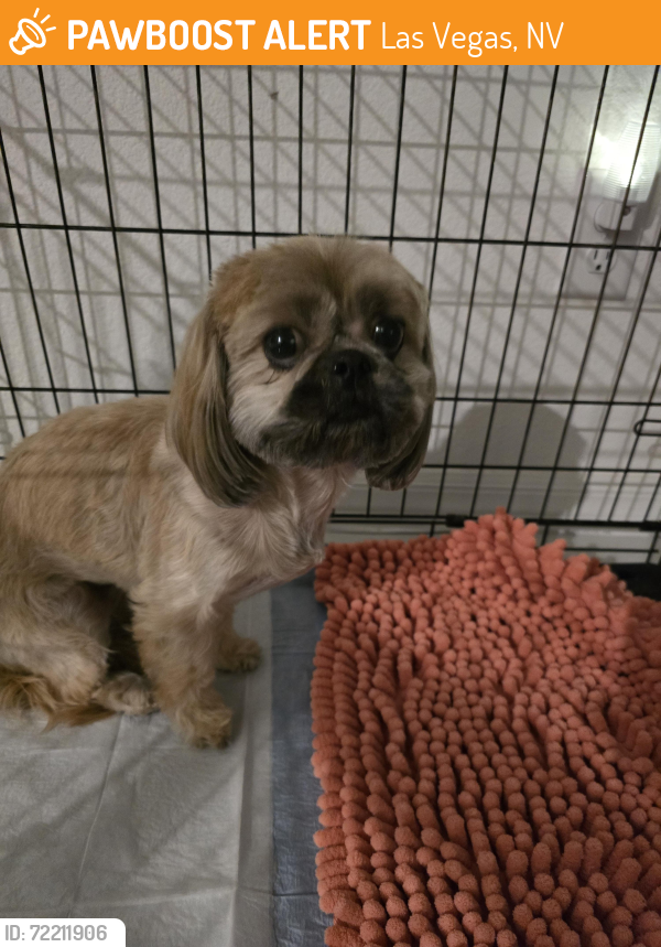Las Vegas, NV Stray Male Dog Found Near Haleh and Pyle | PawBoost