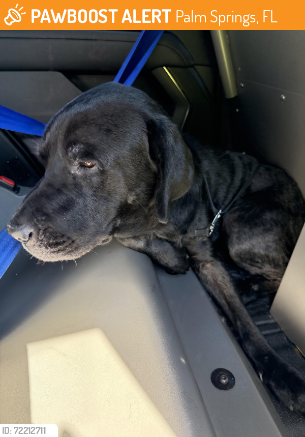 Palm Springs, FL Stray Male Dog Found Near Davis Road | PawBoost