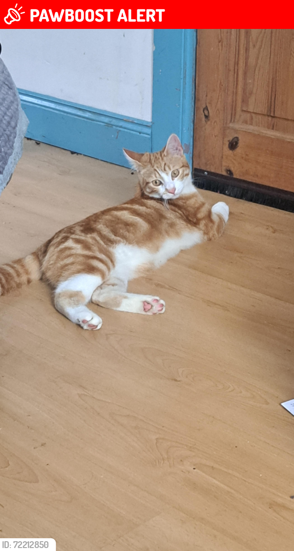 Belfast, Northern Ireland Lost Male Cat, Herbie Is Missing | PawBoost
