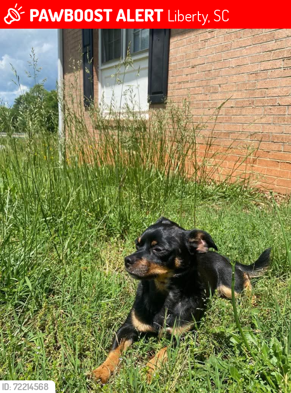 Liberty, SC Lost Male Dog, Roscoe Is Missing | PawBoost