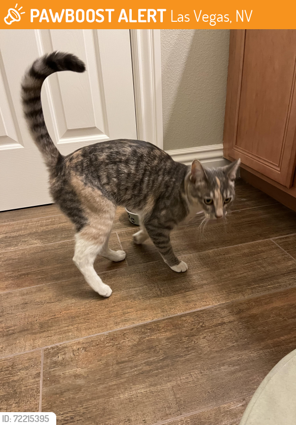 Las Vegas, NV Stray Cat Found Near Cimarron | PawBoost