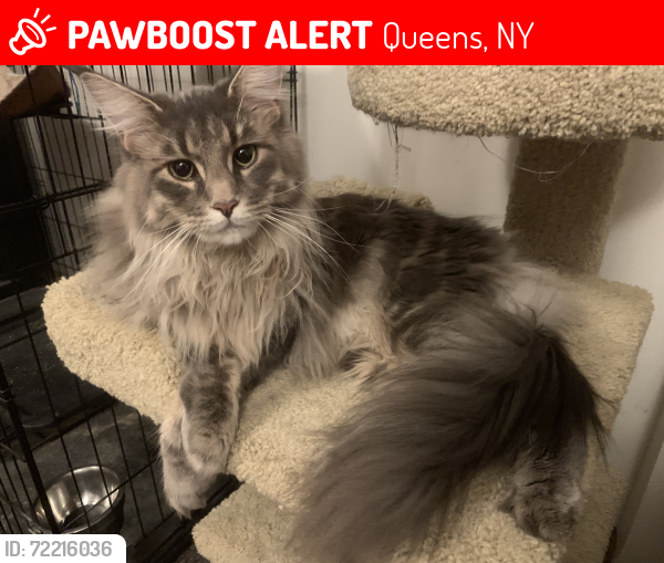 Queens, NY Lost Female Cat, 虎妞（Molly） Is Missing | PawBoost