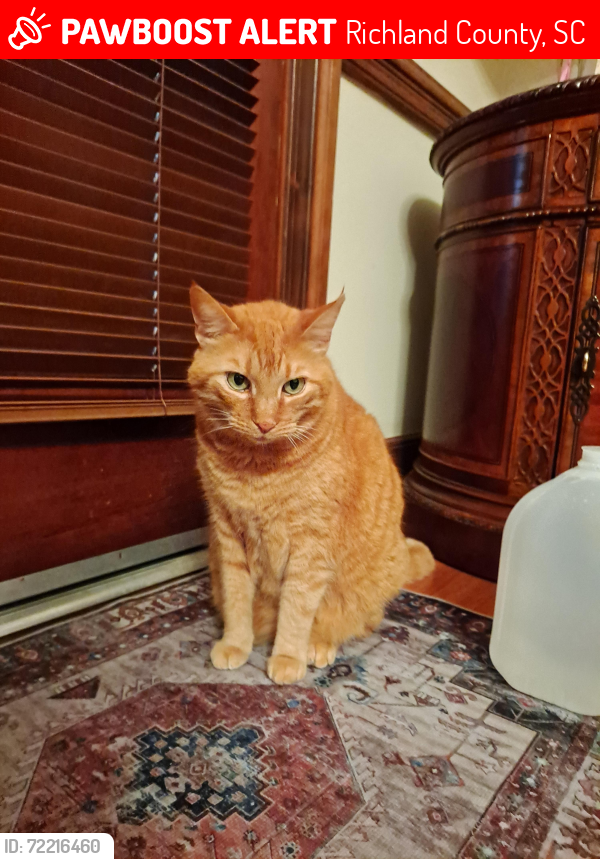 Richland County, SC Lost Male Cat, Highway Is Missing | PawBoost