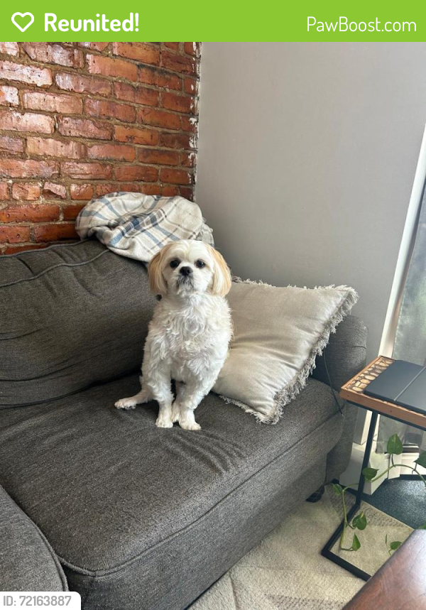 Reunited Male Dog in Boston, MA 02128 (ID: 72163887) | PawBoost