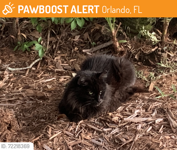 Orlando, FL Stray Male Cat Found Near Michigan Ave | PawBoost