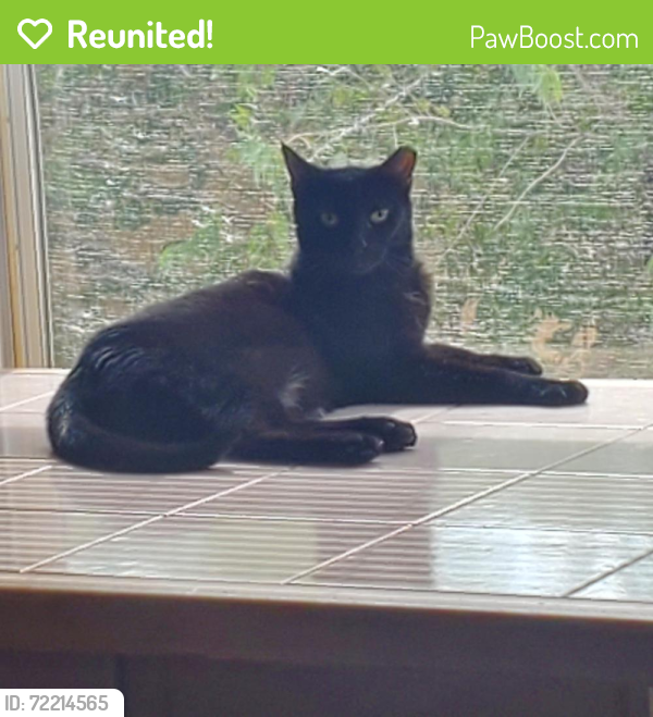 Reunited Female Cat in Montclair, NJ 07043 (ID: 72214565) | PawBoost