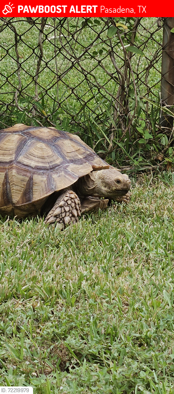 Pasadena, TX Lost Female Reptile, Earl Is Missing | PawBoost