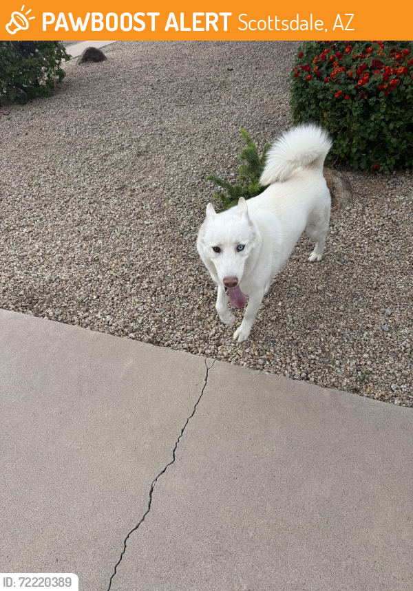 Scottsdale, AZ Stray Male Dog Found Near 68th and Oak | PawBoost
