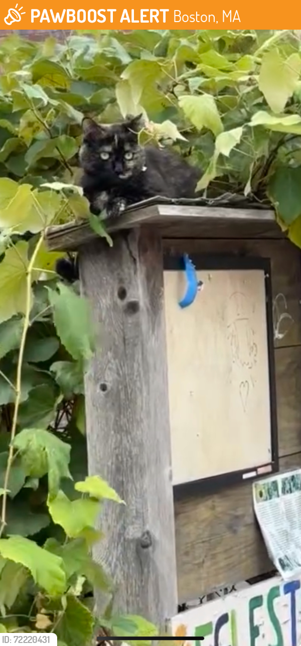 Boston, MA Stray Cat Found Near Egleston community orchard garden ...