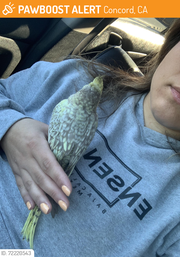Concord, CA Stray Bird Found Near ygnacio valley | PawBoost