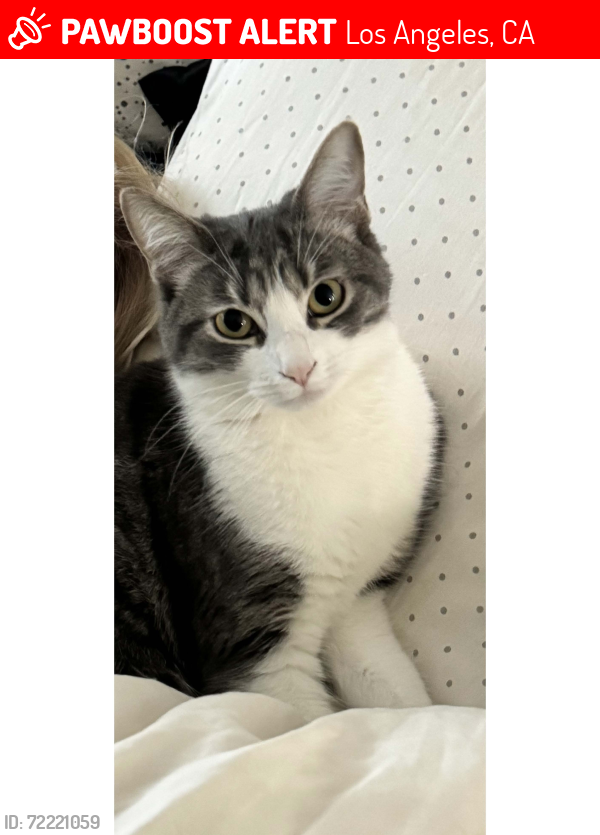 Los Angeles, CA Lost Female Cat, Cocoa Is Missing | PawBoost