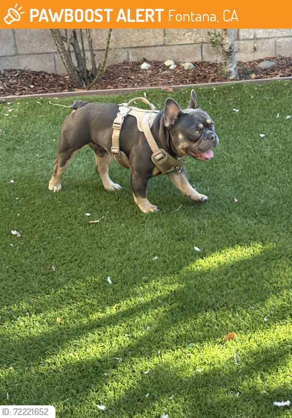 Fontana, CA Stray Male Dog Found Near Citrus baseline street | PawBoost