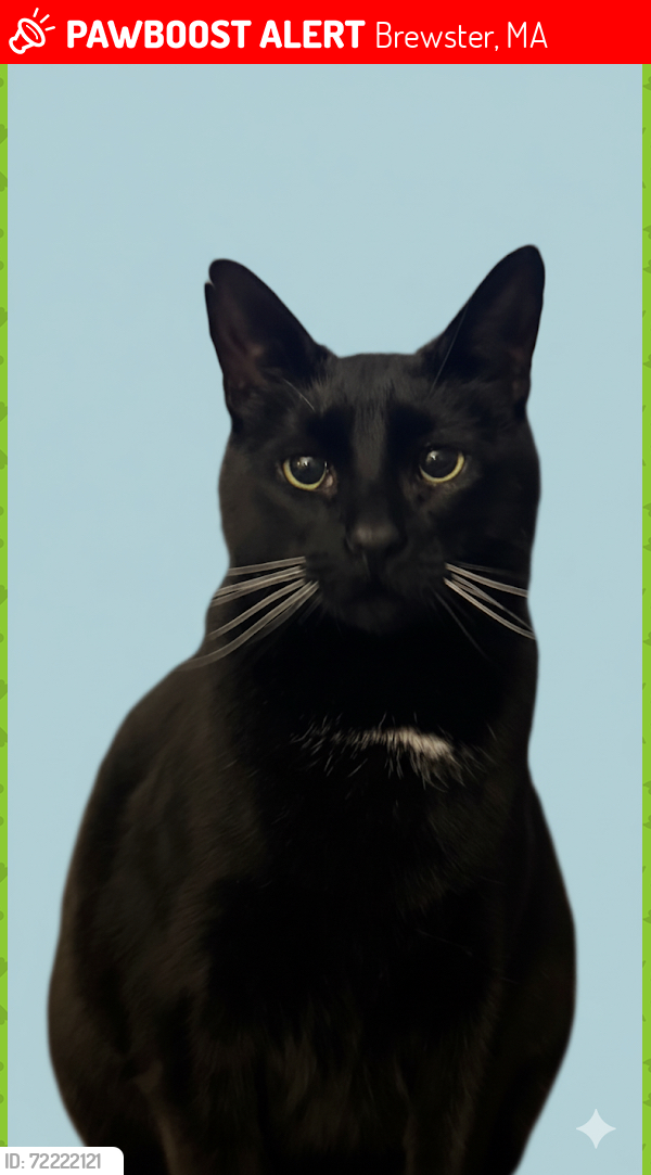 Brewster, MA Lost Male Cat, Binx Is Missing | PawBoost