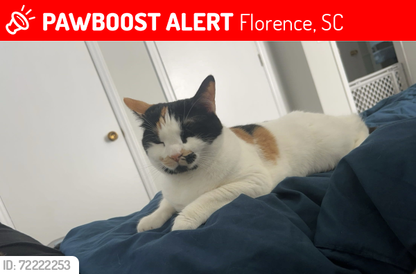 Florence, SC Lost Female Cat, Mia Is Missing | PawBoost