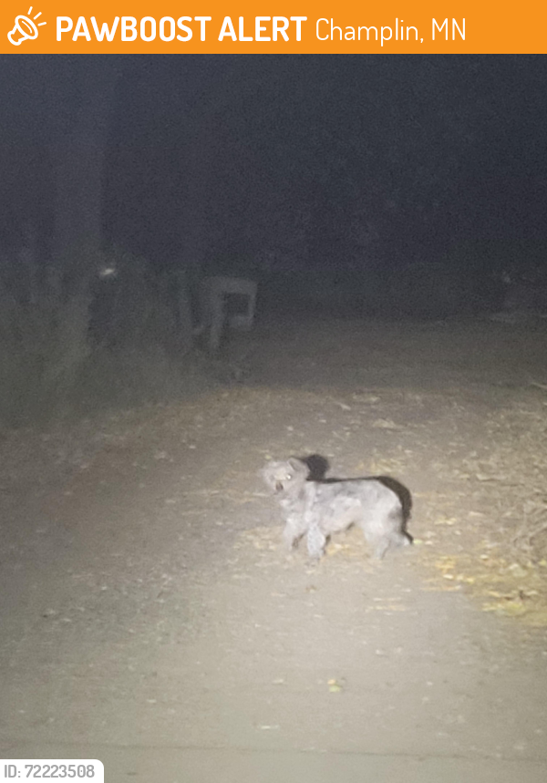 Champlin, MN Stray Dog Found Near Jefferson and 109th ave champlin ...