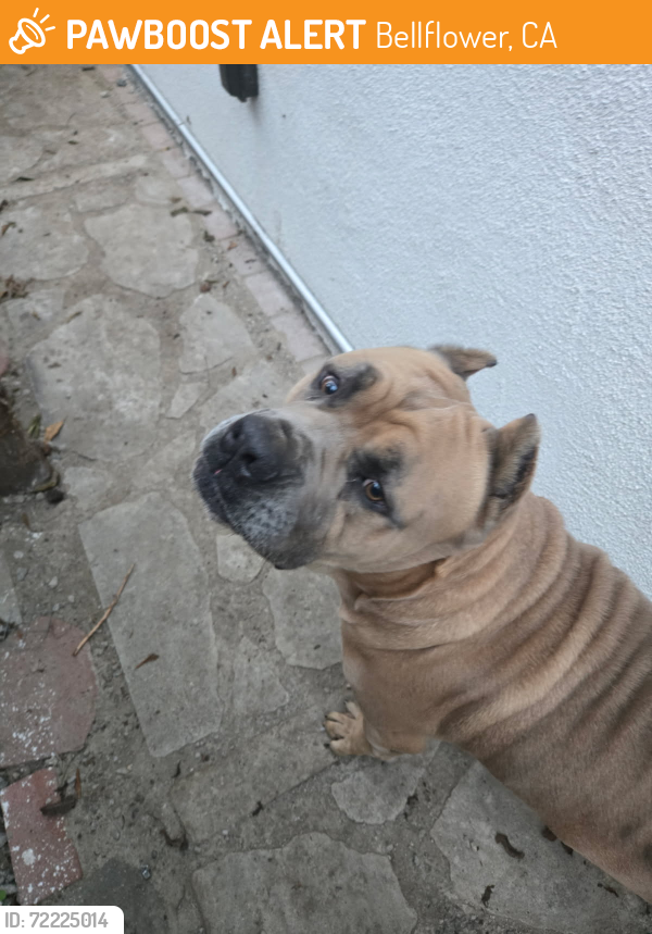 Bellflower, CA Stray Dog Found Near Clark ave and Foster Road | PawBoost