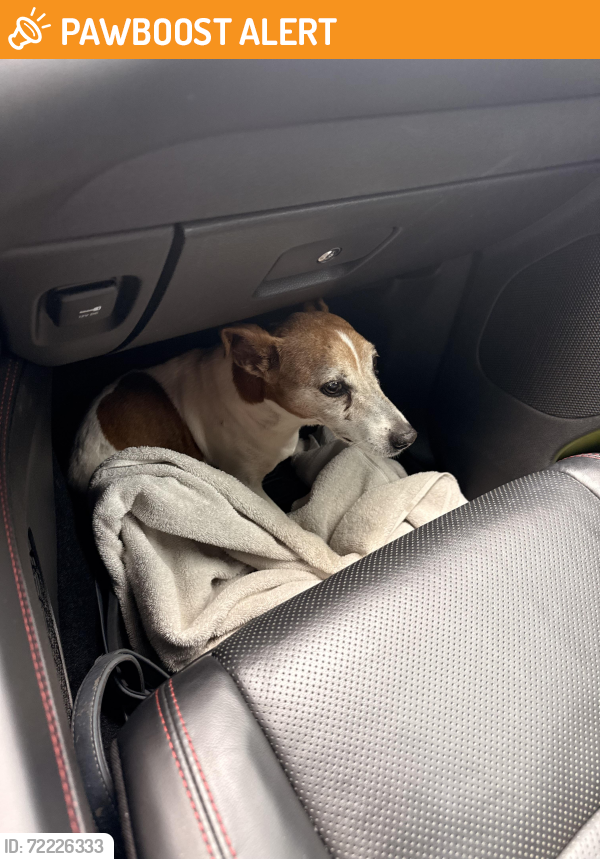 North Miami Beach, FL Stray Male Dog Found Near W dixie hwy | PawBoost