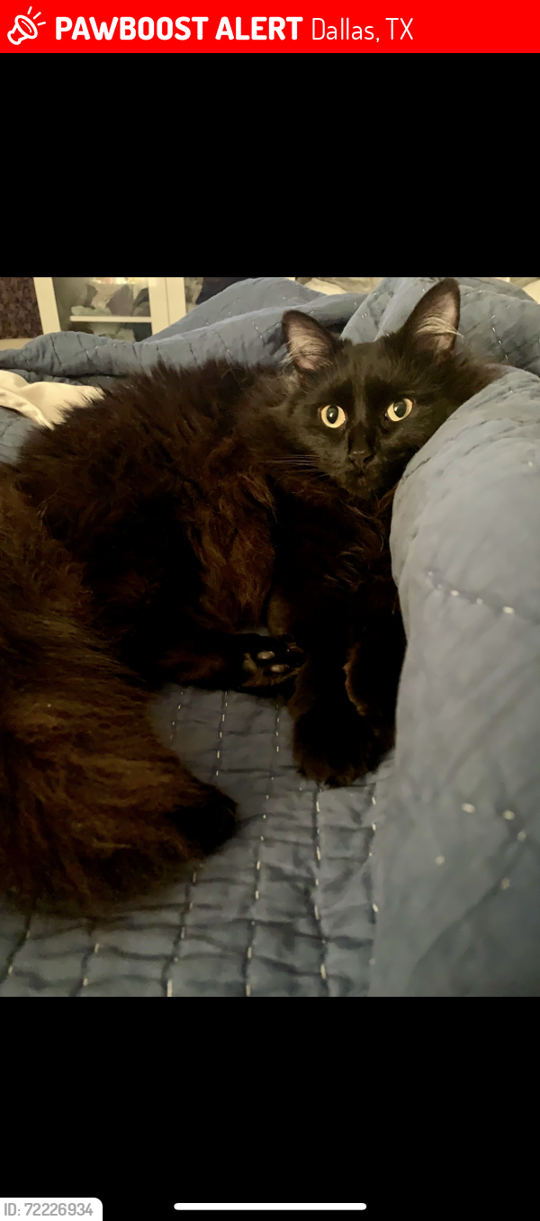 Dallas, TX Lost Male Cat, Todd Is Missing | PawBoost