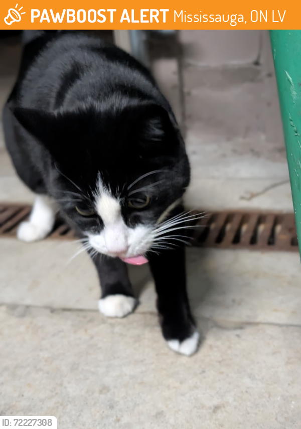 Mississauga, ON Stray Cat Found Near Silverwater Mill Cres (East of ...