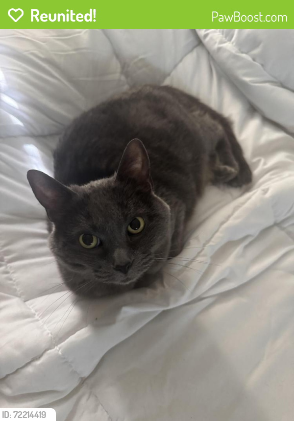 Reunited Female Cat in Auburn, CA 95603 (ID: 72214419) | PawBoost