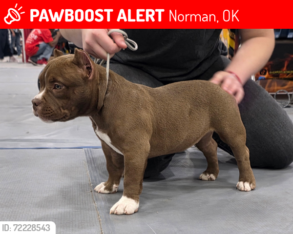 Norman, OK Lost Female Dog, Slay Is Missing | PawBoost
