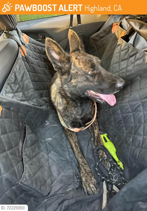 Highland, CA Stray Male Dog Found Near Near the 210/330 hwy | PawBoost