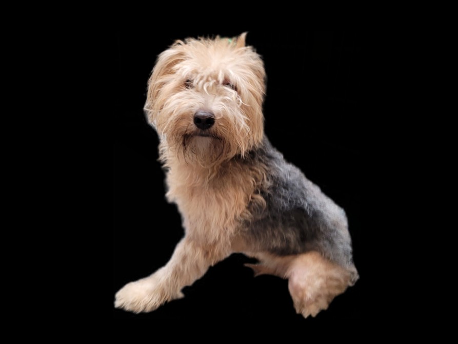 Los Angeles, CA Lost Female Dog, Lina Is Missing | PawBoost