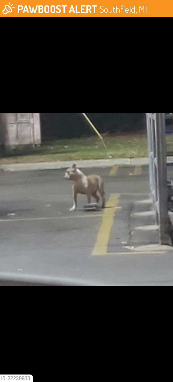 Southfield, MI Stray Dog Found Near 8mile and Lahser..Sams Club Parking ...