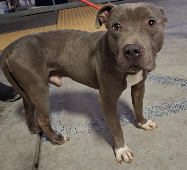 Bakersfield, CA Lost Male Dog, *Camron Is Missing | PawBoost