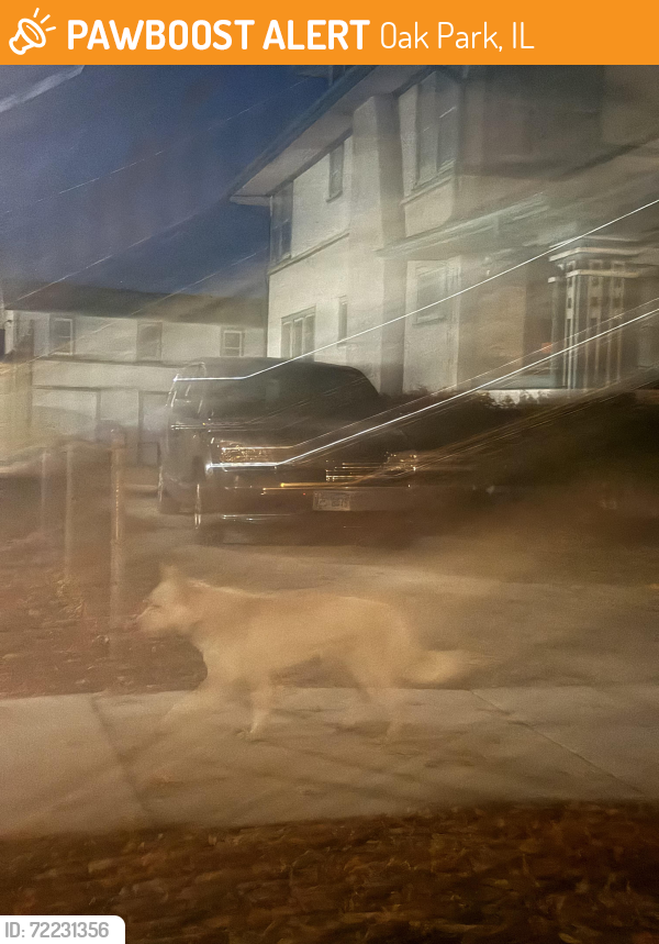 Oak Park, IL Stray Dog Found Near Wenonah | PawBoost