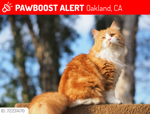 Oakland, CA Lost Male Cat, Tiger Is Missing | PawBoost