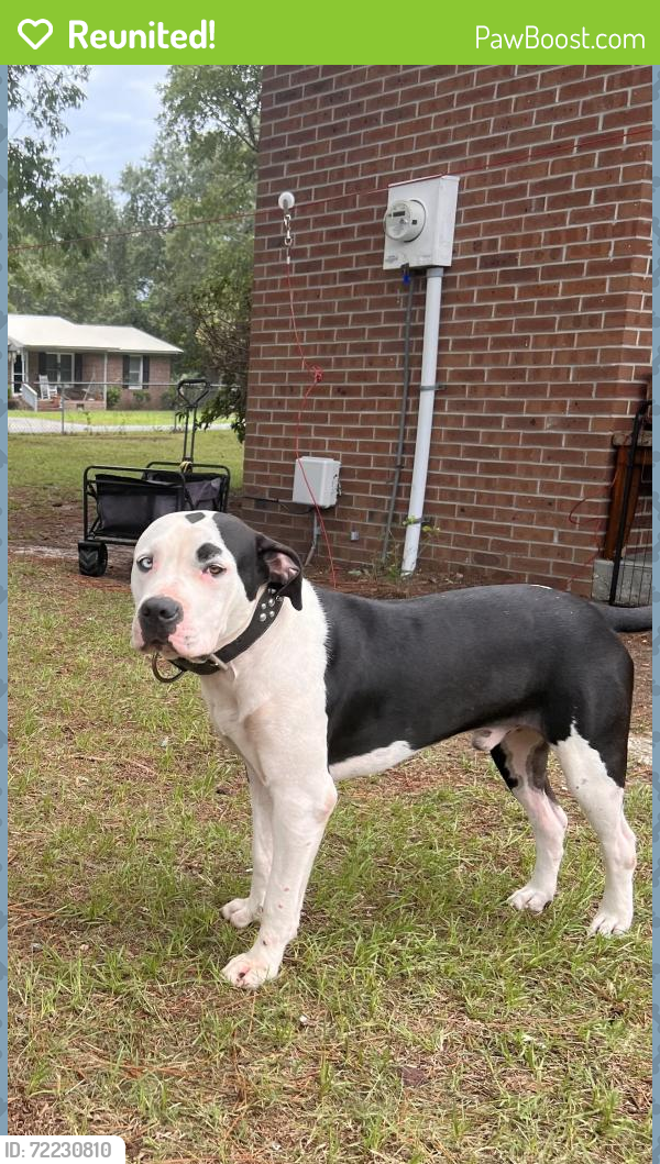 Reunited Male Dog in Myrtle Beach, SC 29588 (ID: 72230810) | PawBoost