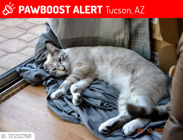 Tucson, AZ Lost Male Cat, Little Is Missing | PawBoost