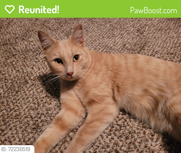 Reunited Cat in Kansas City, KS 66102 (ID: 72230519) | PawBoost