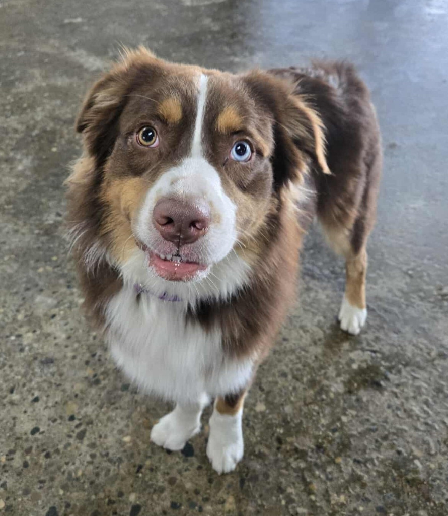 Warren, MI Lost Male Dog, Boomerang Is Missing | PawBoost